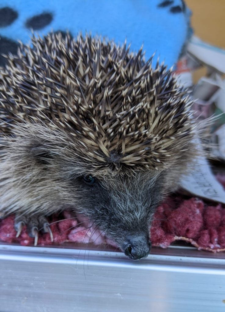 News and Events – Prickles in a Pickle
